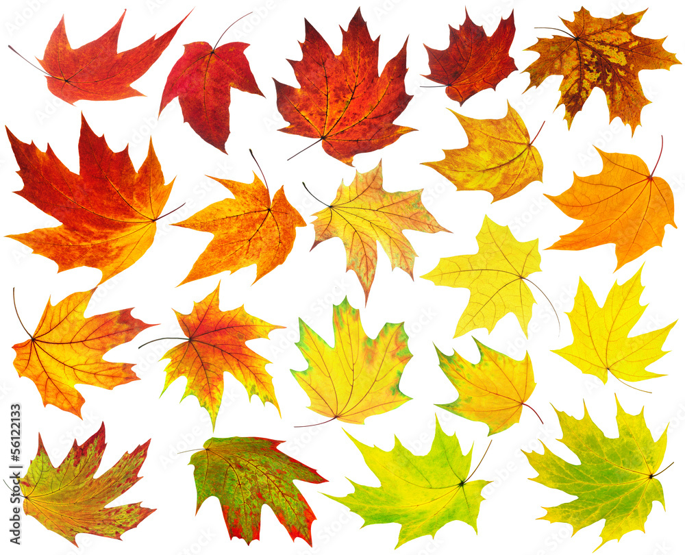 Isolated autumn leaf collection. Falling maple leaves of various color ...