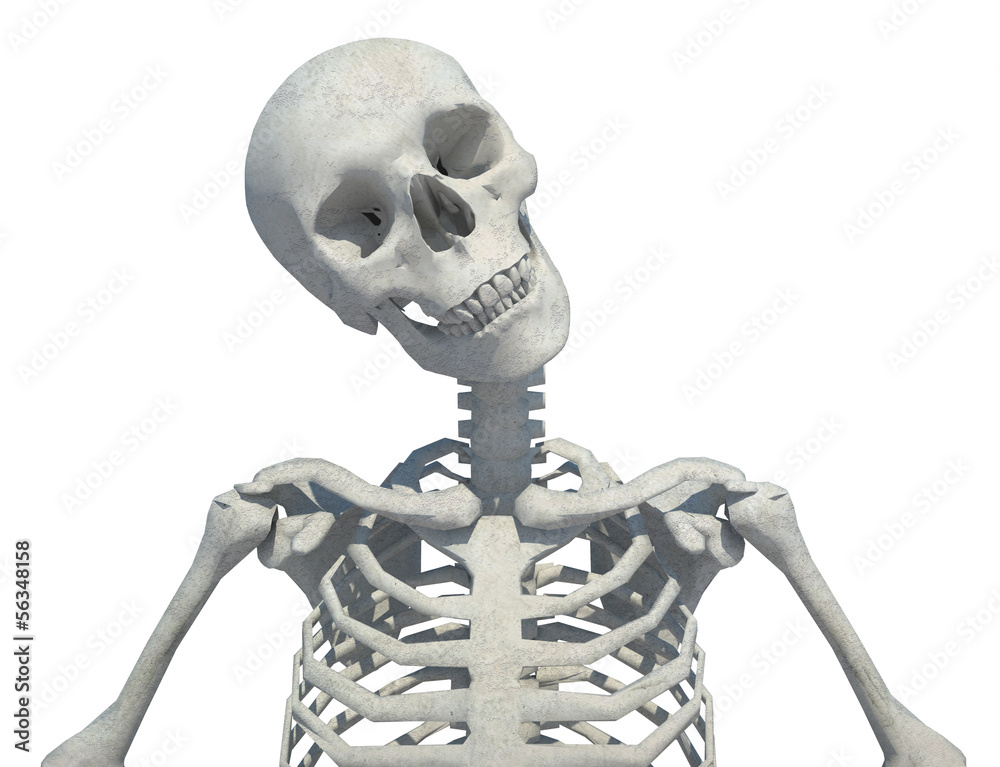 anatomical correct male skeleton. 3D rendering with clipping pat Stock ...