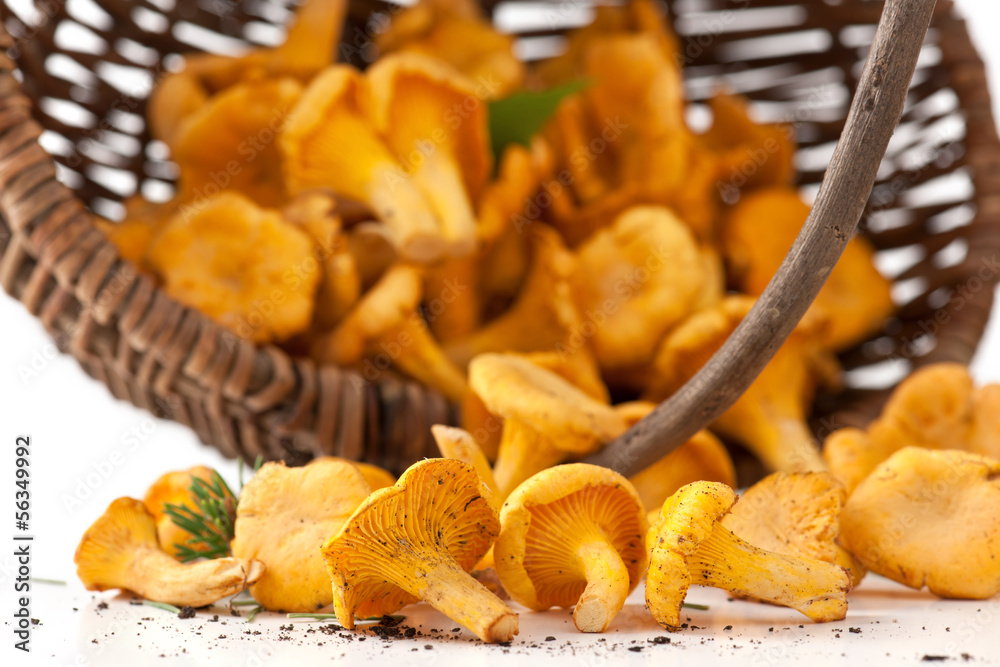Pfifferlinge Stock Photo | Adobe Stock