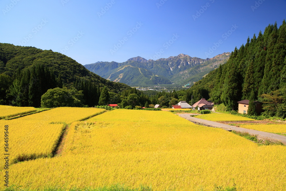 Japan Alps and rice field, Hakuba village Aoni Stock Photo | Adobe Stock