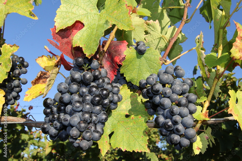 grappes, grape, vine, grappe de rasin, automne Stock Photo | Adobe Stock