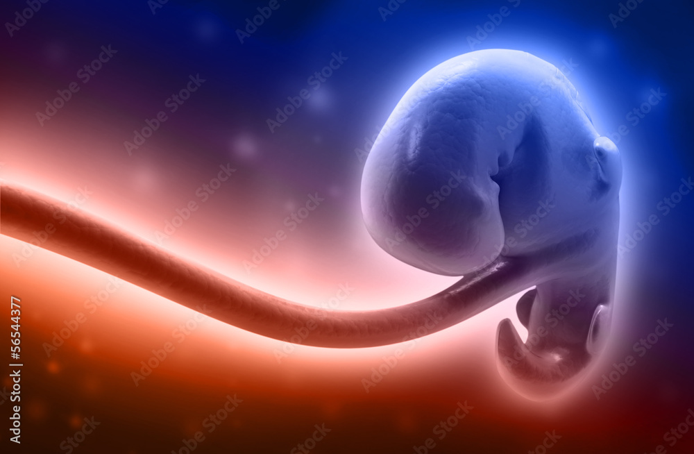 embryonic Stock Illustration | Adobe Stock