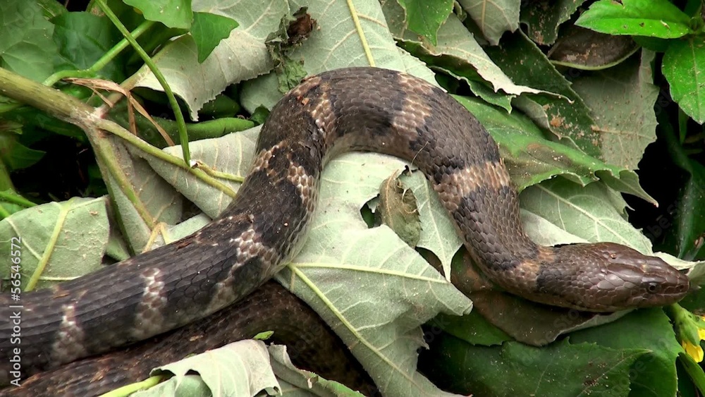 Checkered keelback snake at a pond (Asiatic water snake) Stock Video ...