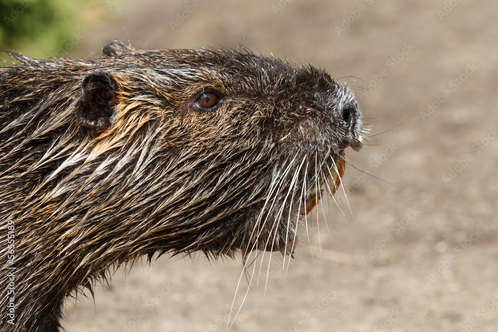 Nutria wildlife Stock Photo | Adobe Stock