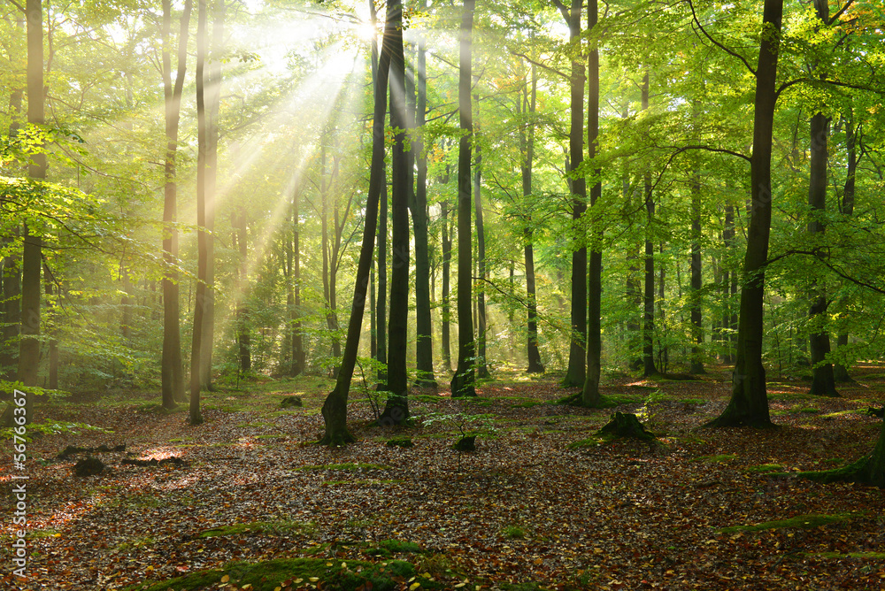 Forest Stock Photo | Adobe Stock