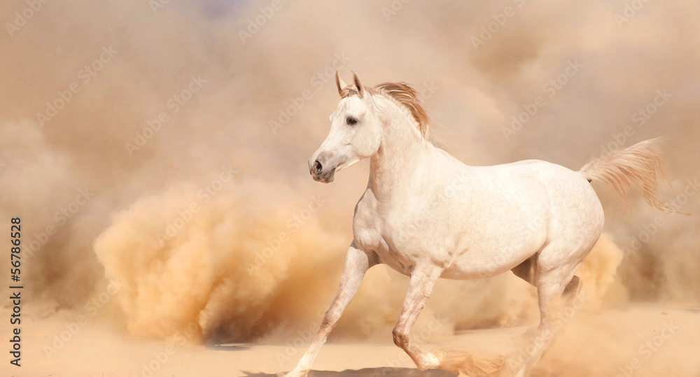 Wild Arabian Horses In The Desert