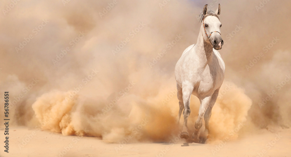 Running White Arabian Horse