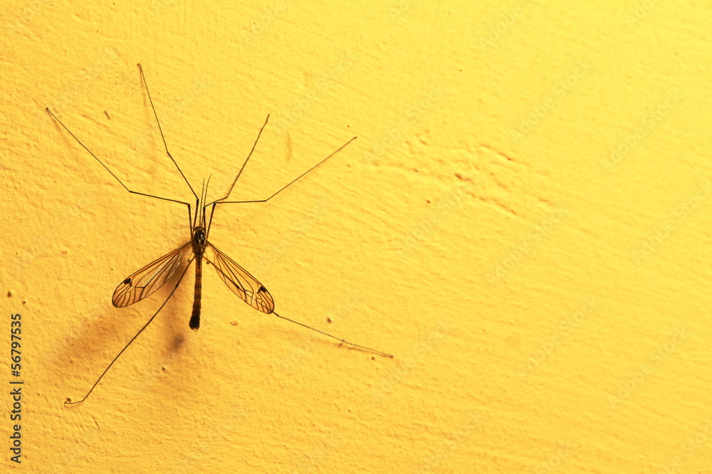 mosquito sitting on wall indoor Stock Photo | Adobe Stock