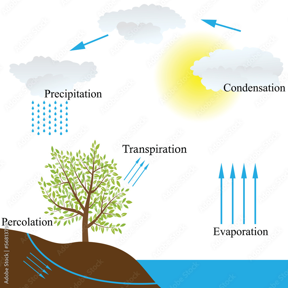 water cycle in nature Stock Vector | Adobe Stock