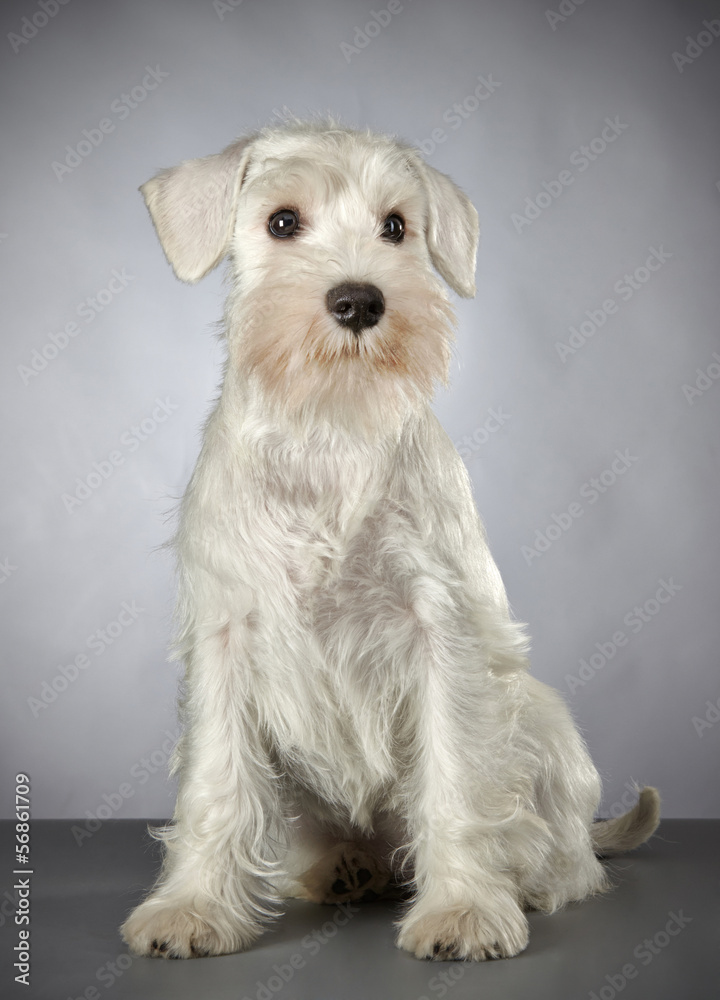 White Toy Schnauzer