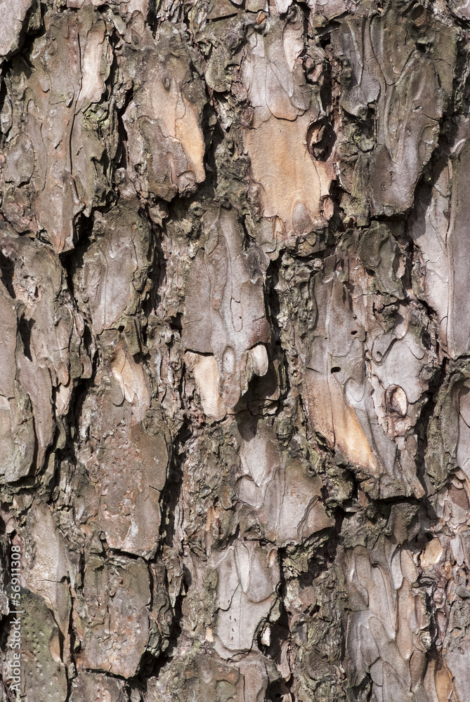 Tree bark Stock Photo | Adobe Stock