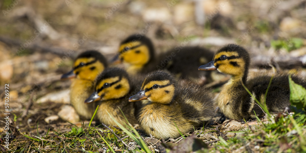 Une cane et ses canetons sur le marais du Crotoy - Canard colver foto ...