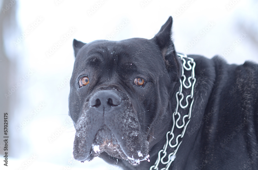 Cane Corso Snow