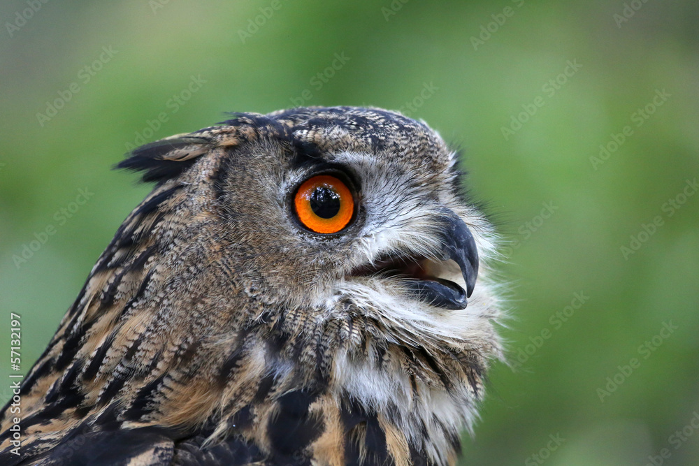 Uhu Stock-Foto | Adobe Stock