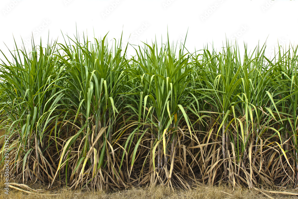sugar cane foto de Stock | Adobe Stock