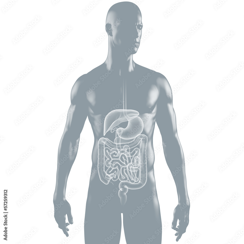 Magen-Darm-Trakt Röntgenbild / männlicher Körper-Silhouette ilustração ...