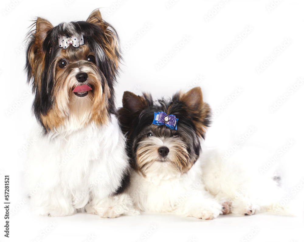 Beaver Yorkshire Terrier Stock Photo | Adobe Stock