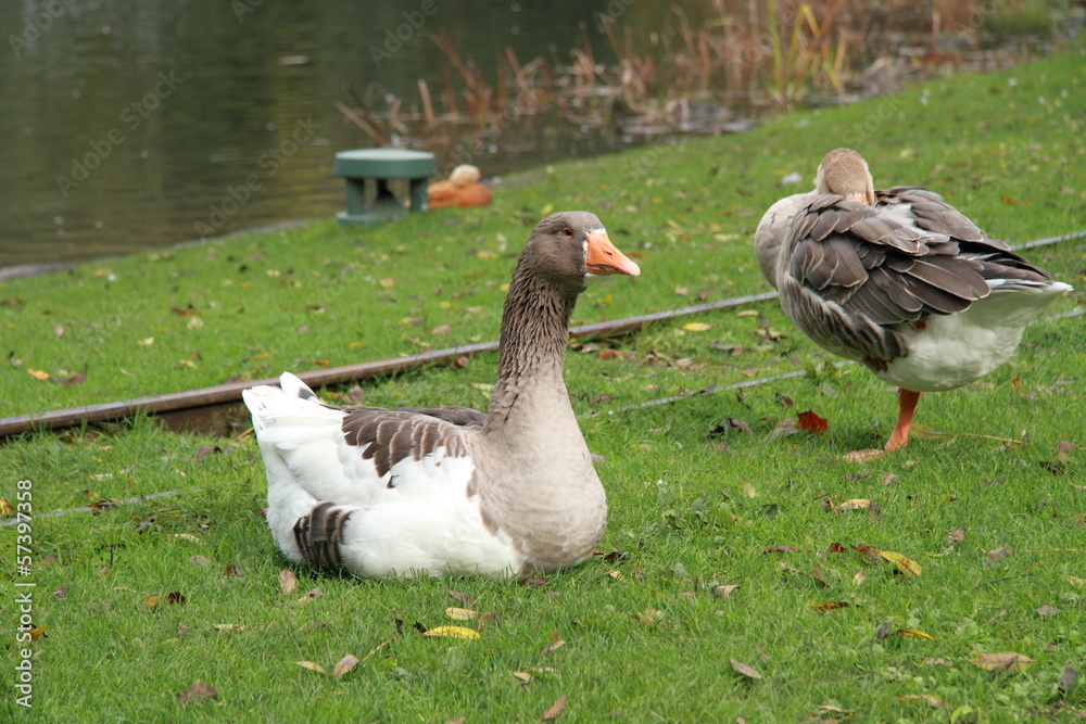 Gänse Stock-Foto | Adobe Stock