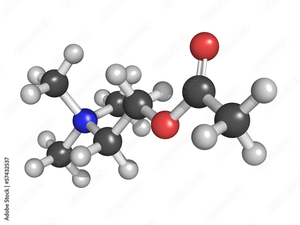Acetylcholine (ACh) neurotransmitter, molecular model Stock ...