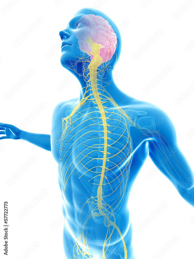 male posing - visible brain and nerves Stock Illustration | Adobe Stock