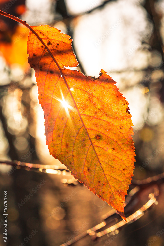 Last leaf Stock Photo | Adobe Stock