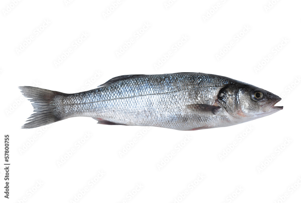 Levrek Stock Photo | Adobe Stock