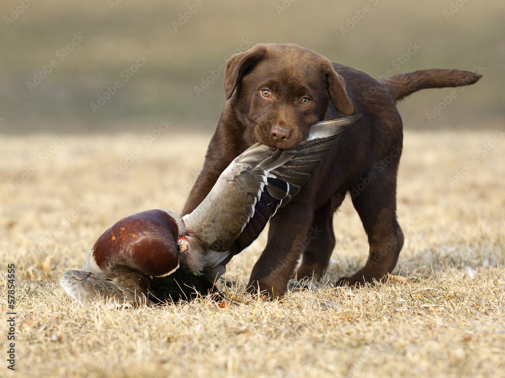 Chocolate Lab Duck Hunting Logo