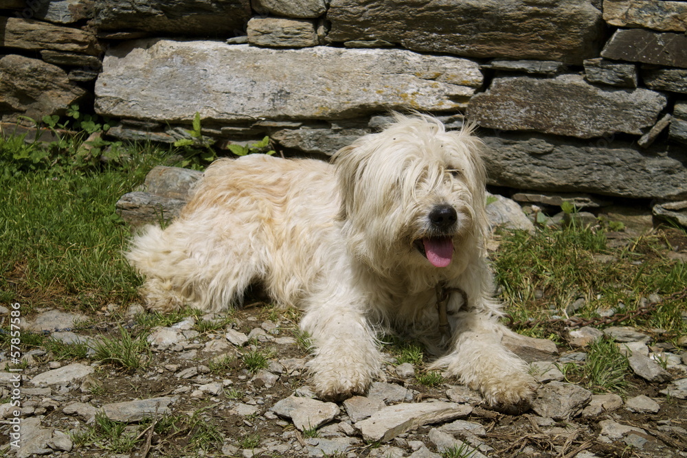 Foto Stock Cane pastore | Adobe Stock