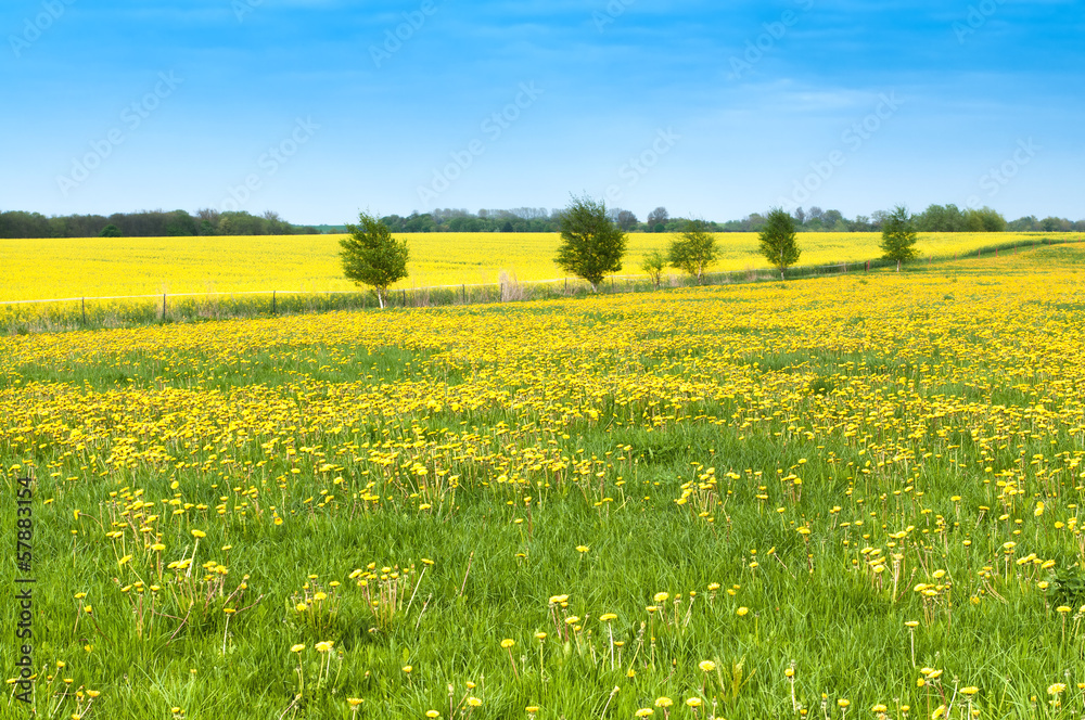 Endlich Frühling, Löwenzahn, gelbe Blumenwiese Stock Photo | Adobe Stock
