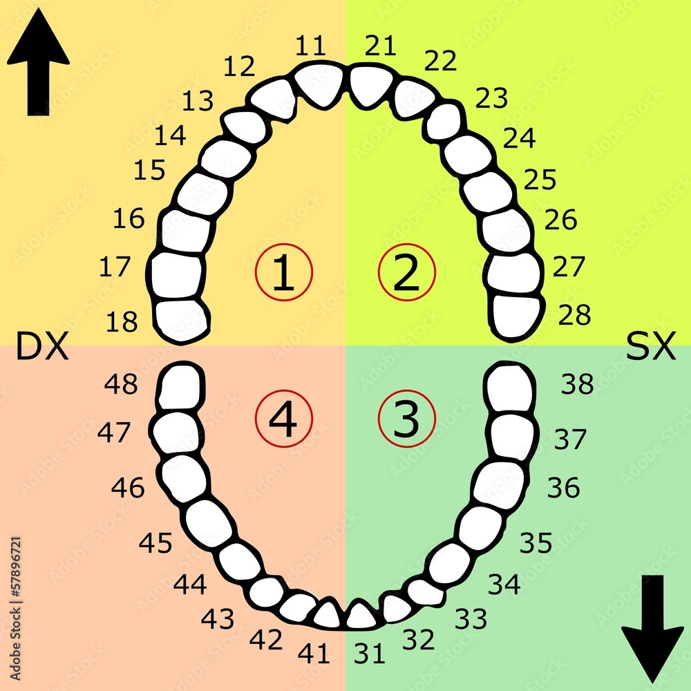 Vettoriale Stock ARCATA IMPRONTA DENTI DENTARIA DENTIERA | Adobe Stock