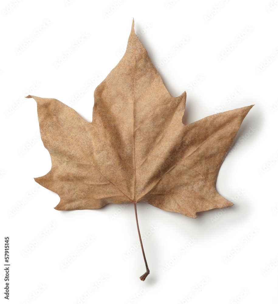 Hojas secas Stock Photo | Adobe Stock