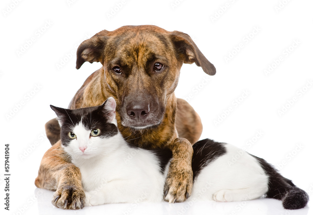 Cat Dog Mix Breed