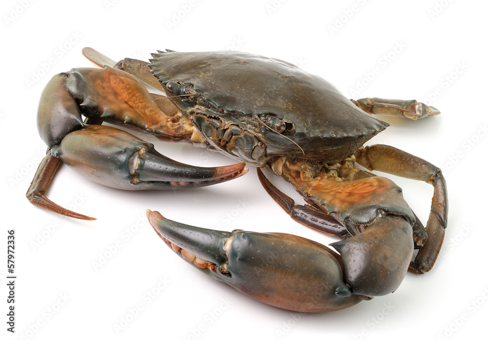 sea crab isolated on white background Stock Photo | Adobe Stock