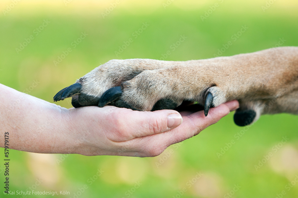 Pfote in Hand Stock-Foto | Adobe Stock