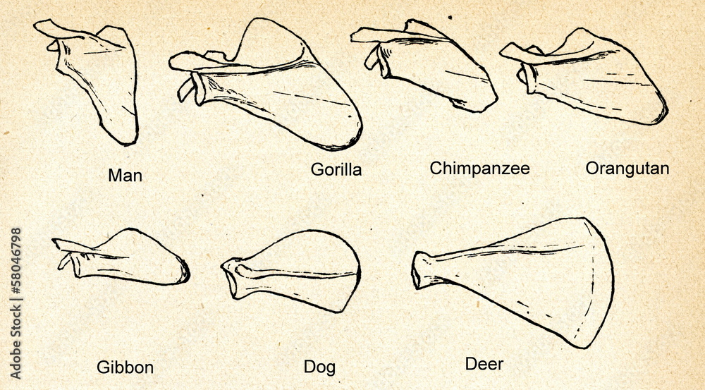 Scapula Stock Photo | Adobe Stock