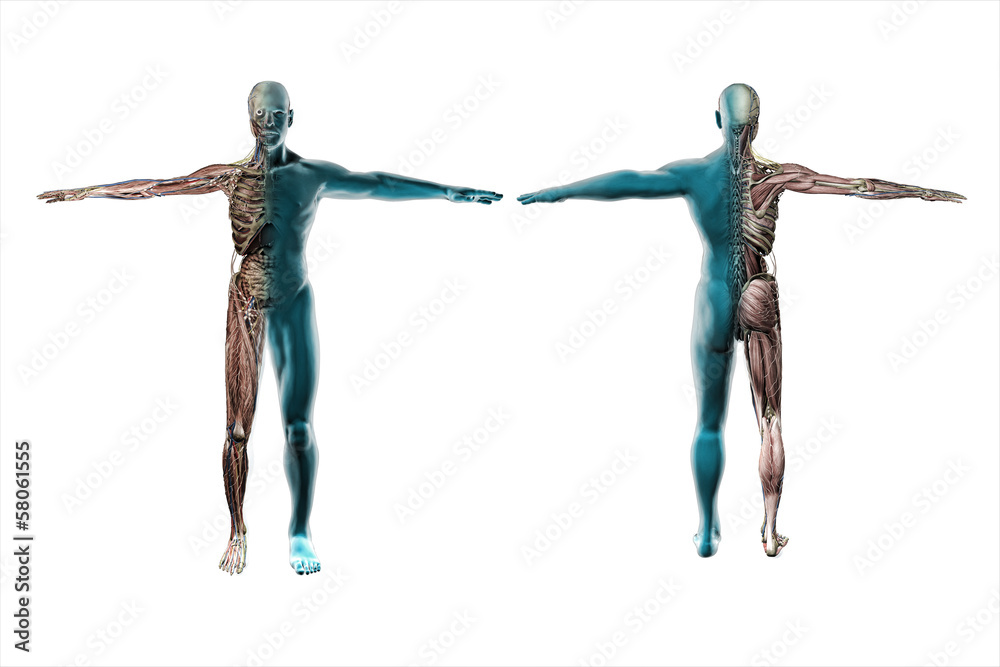 anatomy human body Stock Illustration | Adobe Stock