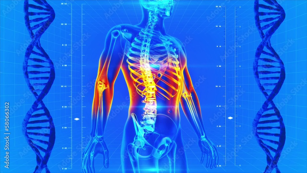 looping animation of X-Ray of Human skeleton 素材庫影片 | Adobe Stock