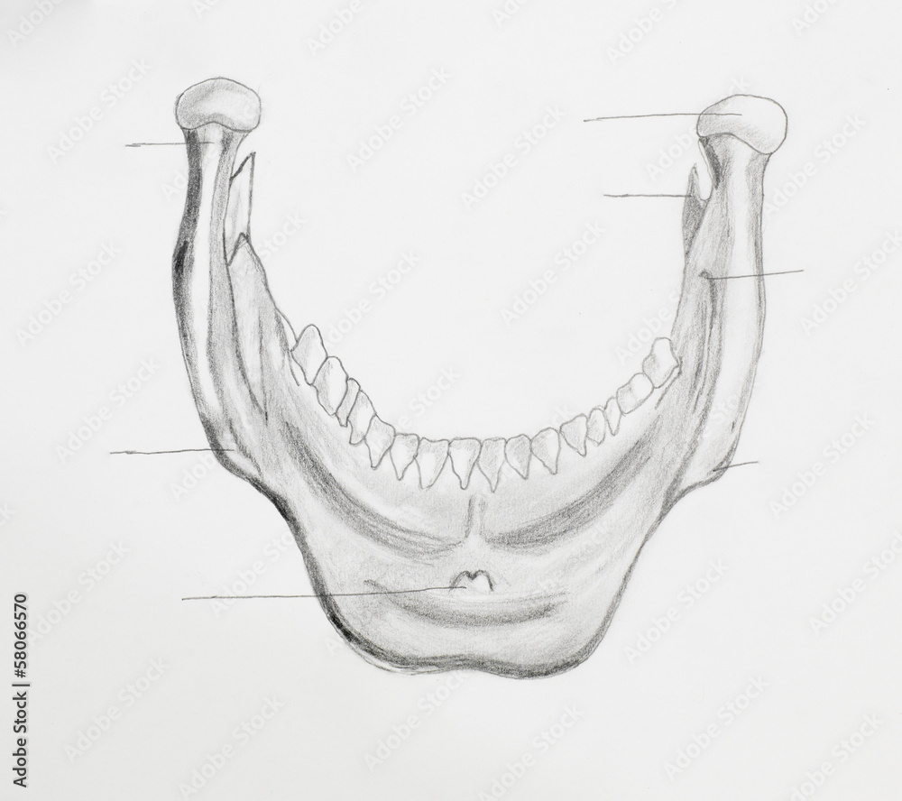 Detail of mandible pencil drawing on white paper Stock Photo | Adobe Stock