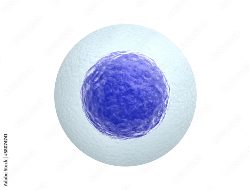 Human egg cell isolated on white background Stock Illustration | Adobe ...