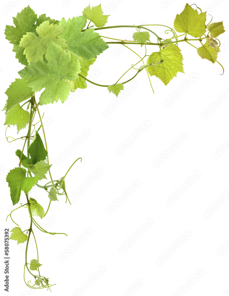 feuilles de vigne Stock Photo | Adobe Stock