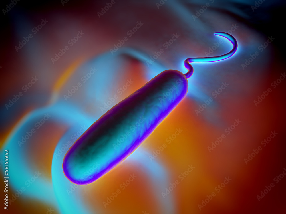 These Gram-negative rod-shaped bacteria have a single polar flag ...
