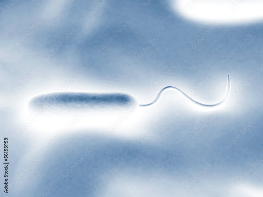 These Gram-negative rod-shaped bacteria have a single polar flag Stock ...