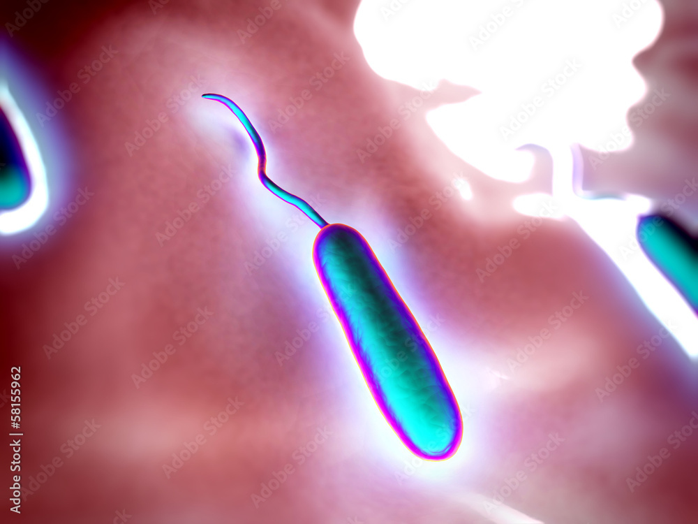 These Gram-negative rod-shaped bacteria have a single polar flag Stock ...