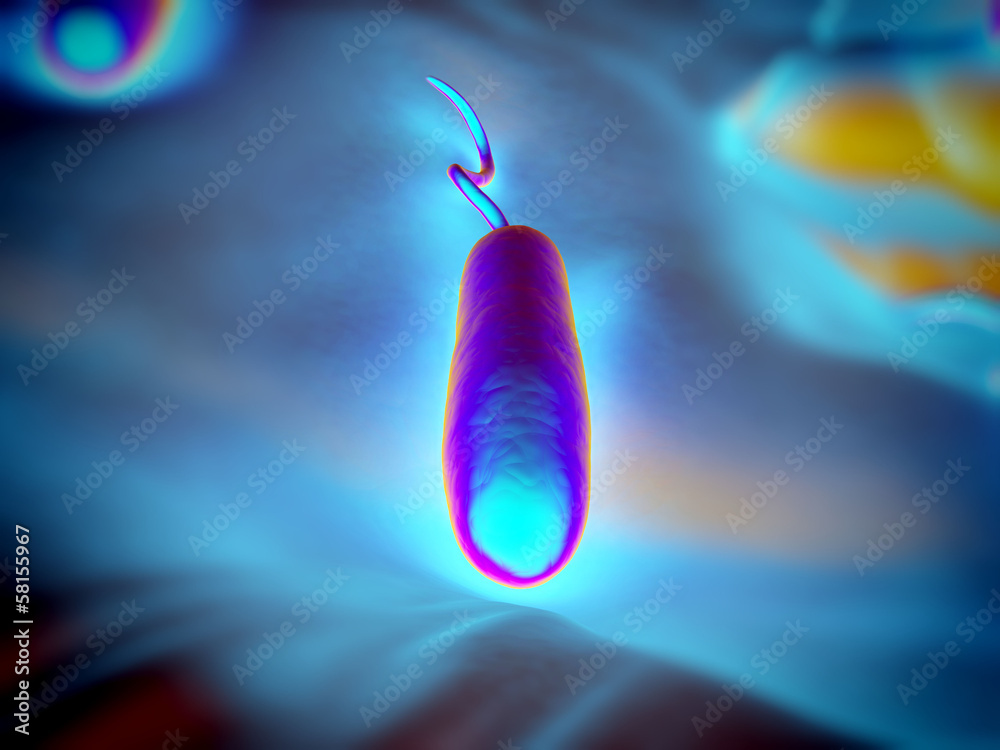 These Gram-negative rod-shaped bacteria have a single polar flag Stock ...