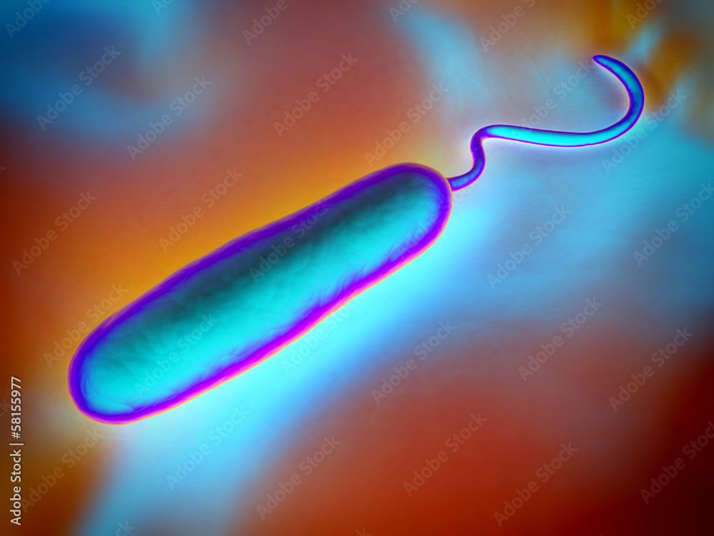These Gram-negative rod-shaped bacteria have a single polar flag Stock ...