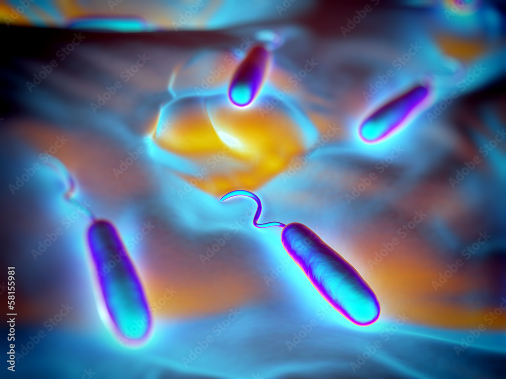 These Gram-negative rod-shaped bacteria have a single polar flag Stock ...