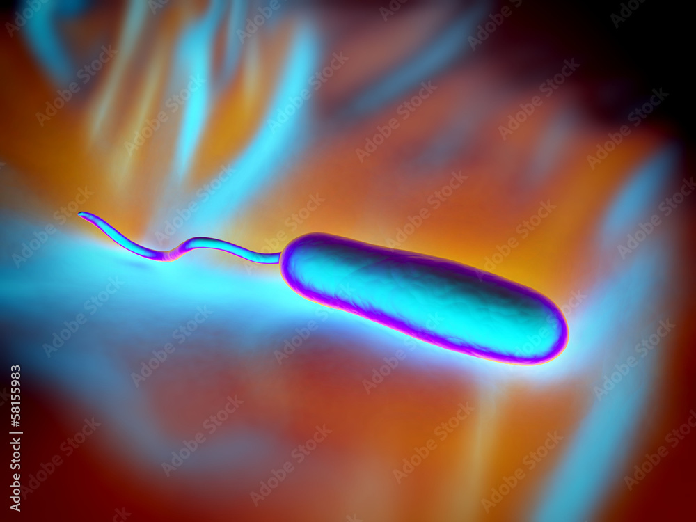 These Gram-negative rod-shaped bacteria have a single polar flag Stock ...