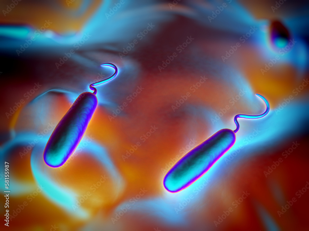 These Gram-negative rod-shaped bacteria have a single polar flag Stock ...