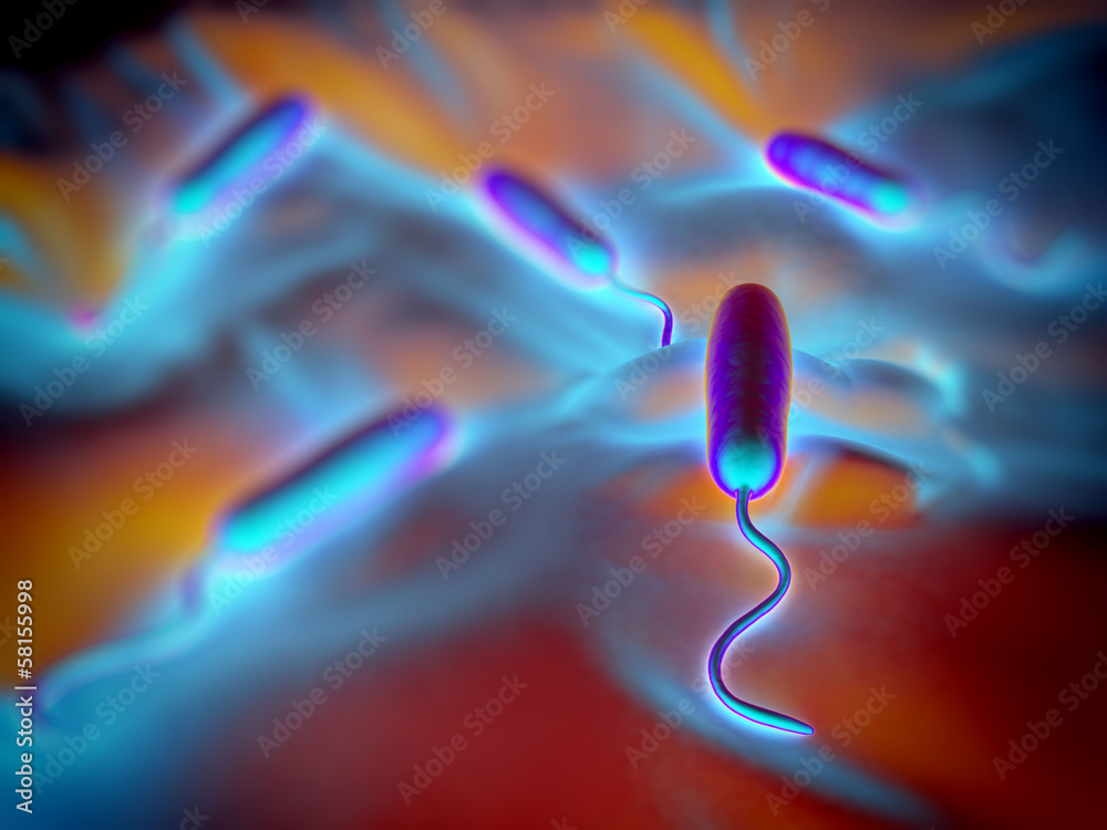 These Gram-negative rod-shaped bacteria have a single polar flag Stock ...