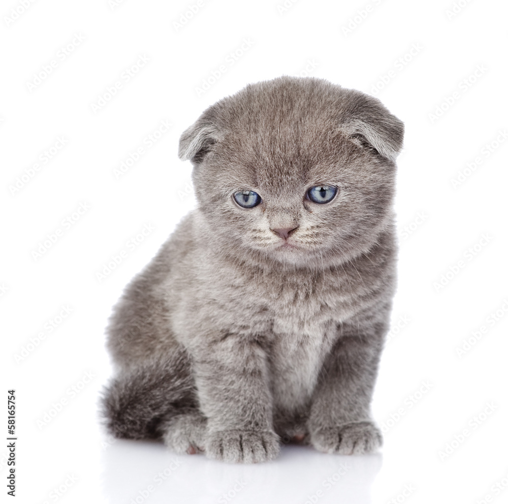 sad british shorthair kitten. isolated on white background Stock Photo ...